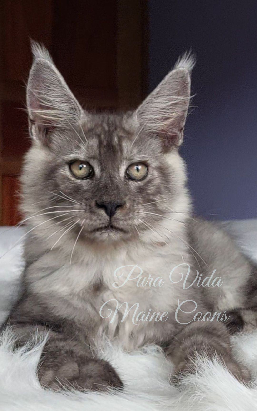 Available Kittens – Pura Vida Maine Coons Cattery